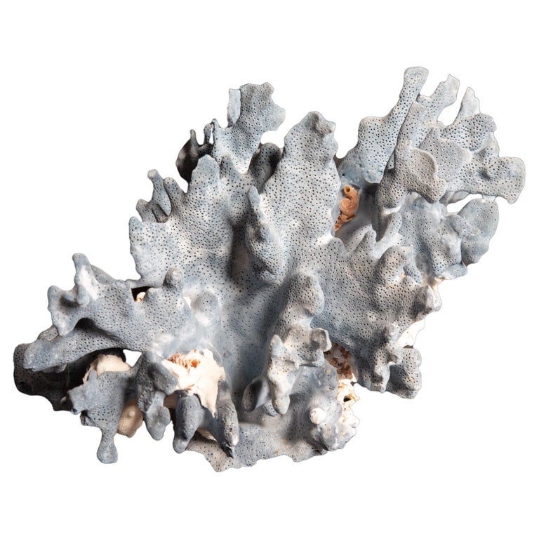 Table Mount Blue Coral For Sale at 1stDibs