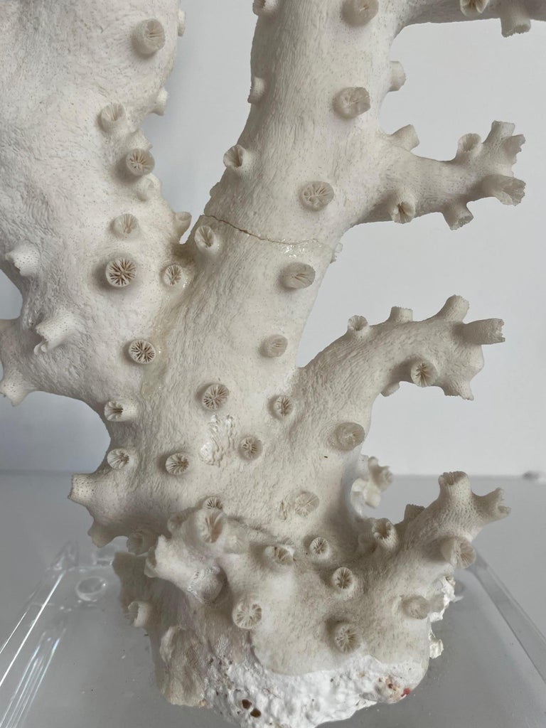 Tall Coral Mount Sculpture For Sale at 1stDibs