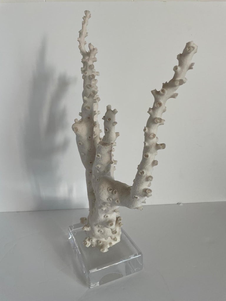 Tall Coral Mount Sculpture For Sale at 1stDibs