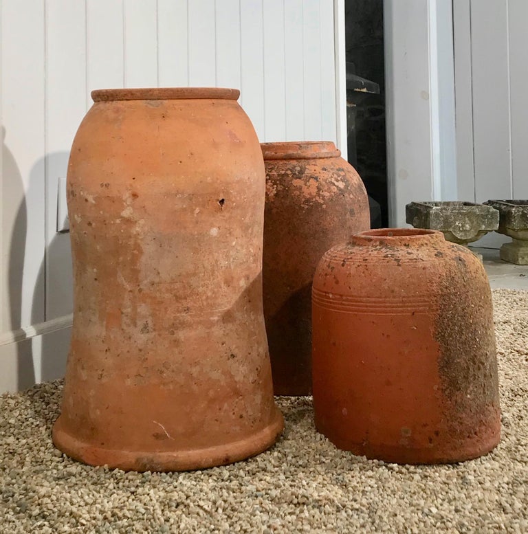 Tall English Terracotta Rhubarb Forcer Pot with Scrolled Neck and Rim ...