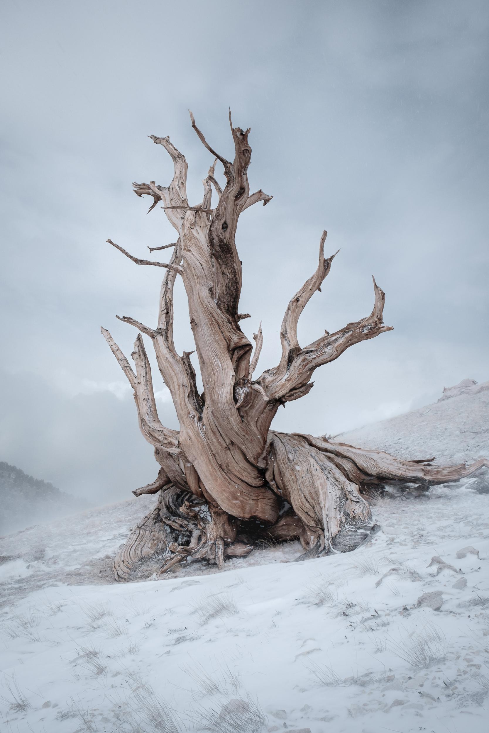 Talor Stone - The Patriarch 3/50 - Color Landscape Photography by Talor ...