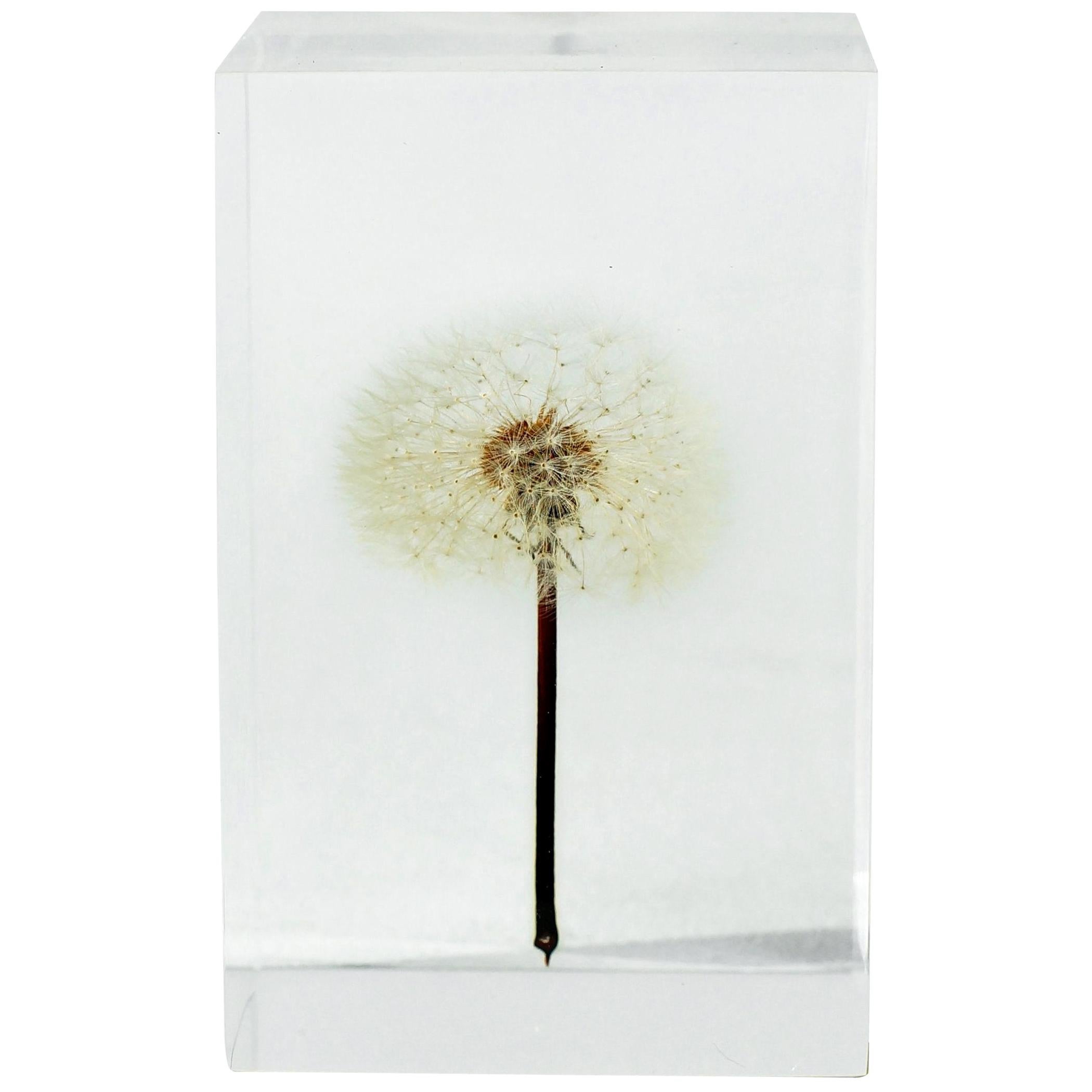OLED TAMPOPO Dandelion Object Light at 1stDibs | oled tampopo light ...