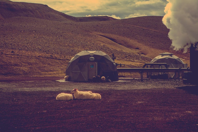 Tao Ruspoli - 'Do Android Sheep Dream of Electric Plants' 21st Century ...