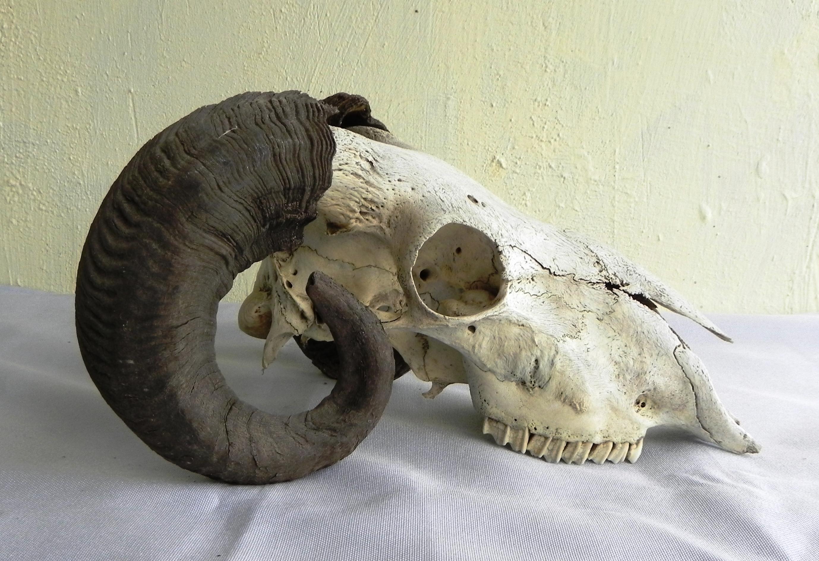 Taxidermy. Mouflon Skull - Ovis o. musimonMouflon - For Sale at 1stDibs