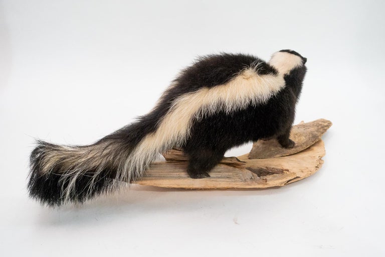 Taxidermied Skunk Mounted on a Naturalistic Wood Base at 1stdibs