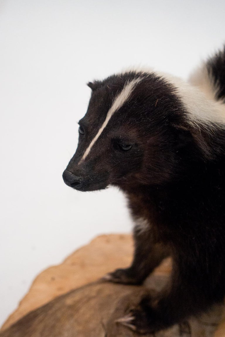 Taxidermied Skunk Mounted on a Naturalistic Wood Base at 1stdibs