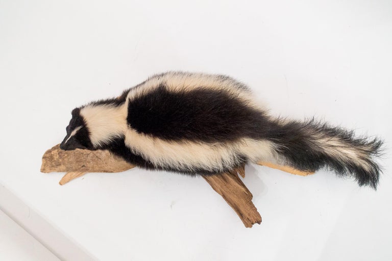 Taxidermied Skunk Mounted on a Naturalistic Wood Base at 1stdibs