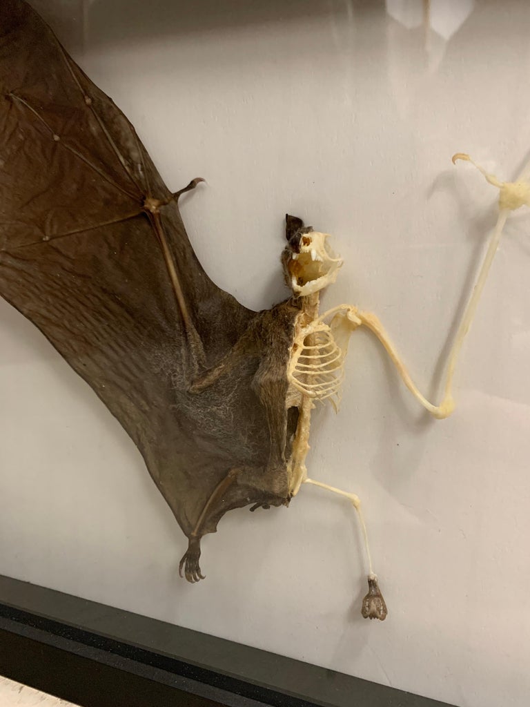 Taxidermy, Asian Fruit Bat, Half Skeleton in Display Box at 1stDibs