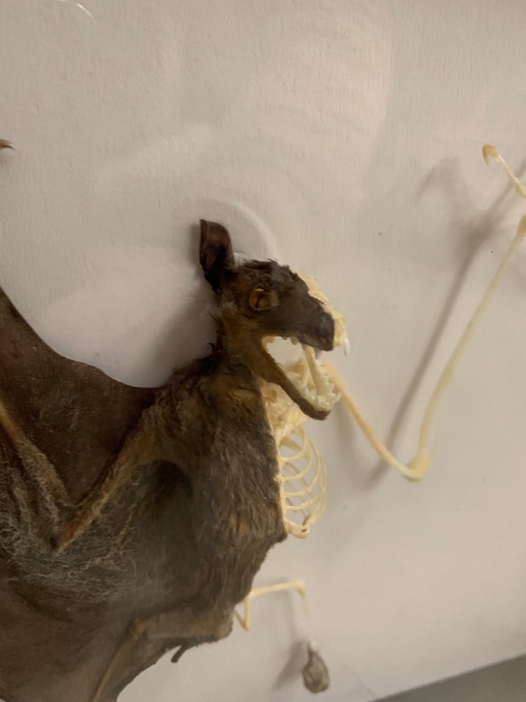 Taxidermy, Asian Fruit Bat, Half Skeleton in Display Box at 1stDibs