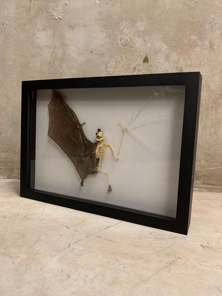 Taxidermy, Asian Fruit Bat, Half Skeleton in Display Box at 1stDibs