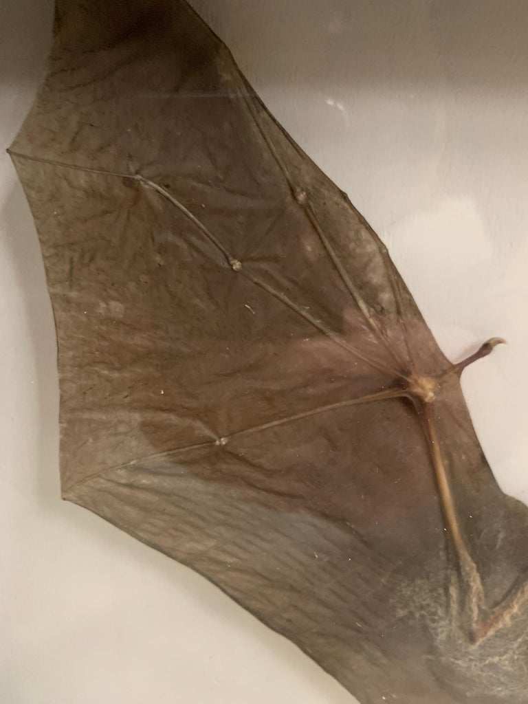 Taxidermy, Asian Fruit Bat, Half Skeleton in Display Box at 1stDibs