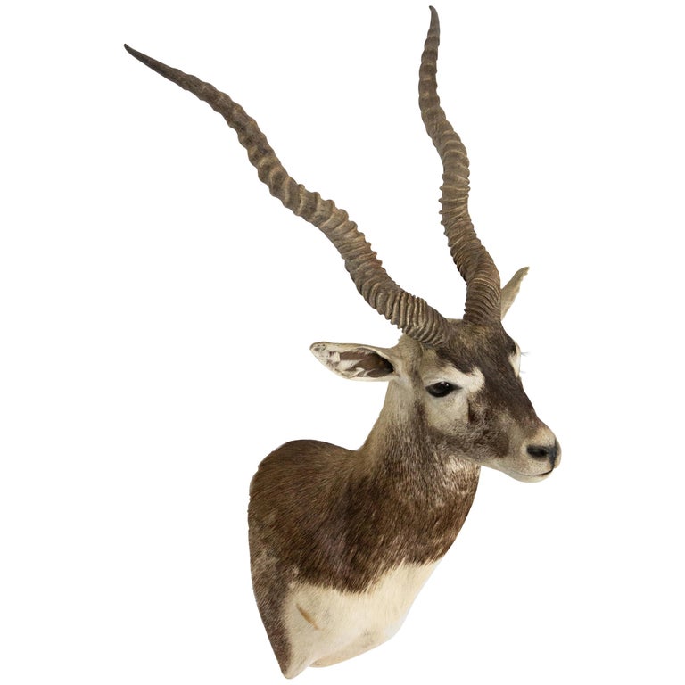 Taxidermy Blackbuck at 1stDibs | blackbuck for sale, black buck taxidermy