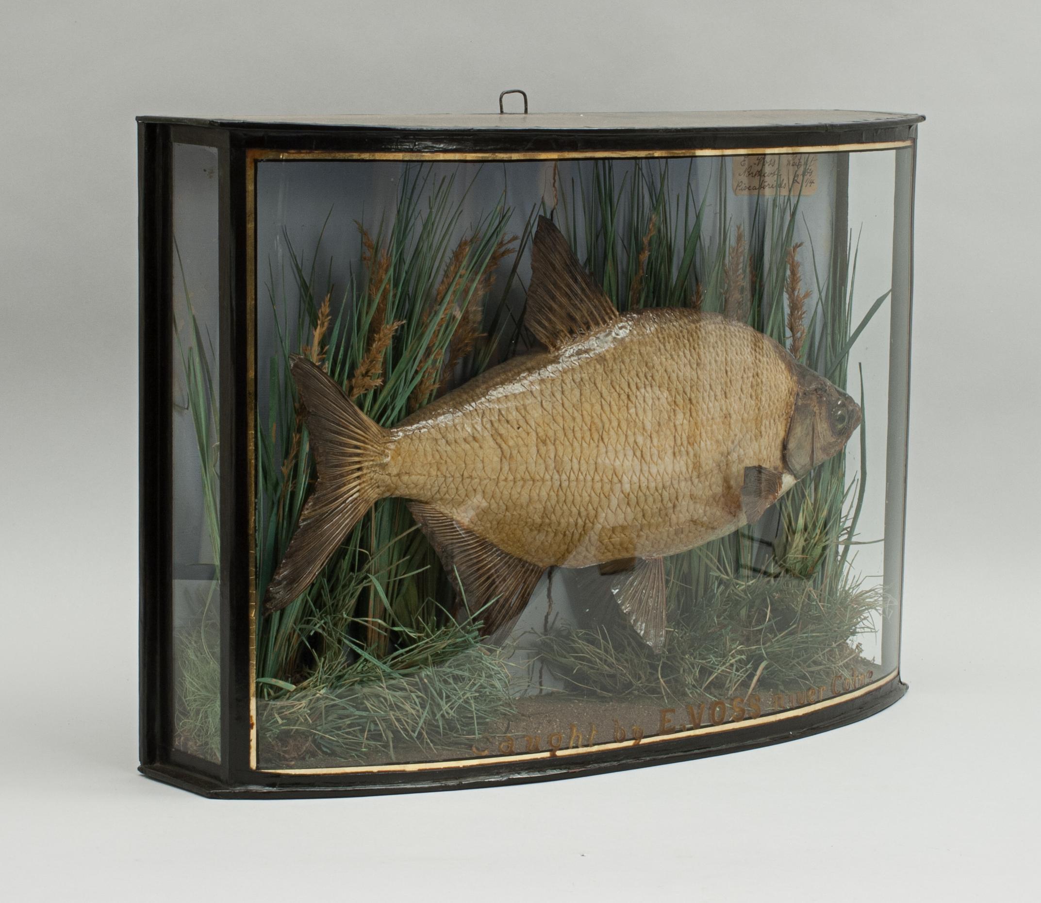 Taxidermy Fish in Bowfronted Display Case, Bream at 1stDibs | stuffed ...