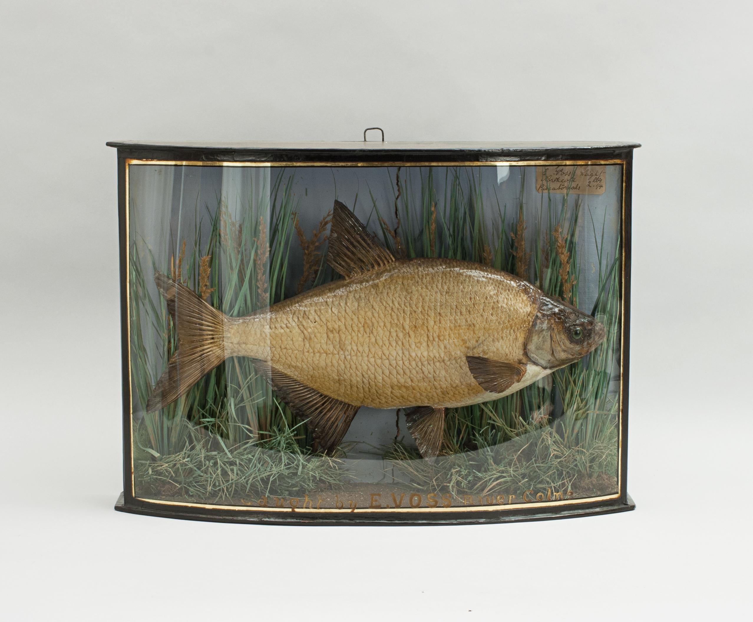 Taxidermy Fish in Bowfronted Display Case, Bream at 1stDibs | stuffed ...