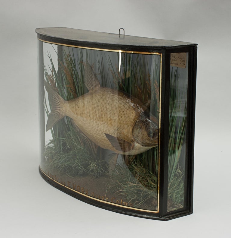 Taxidermy Fish in Bowfronted Display Case, Bream at 1stDibs