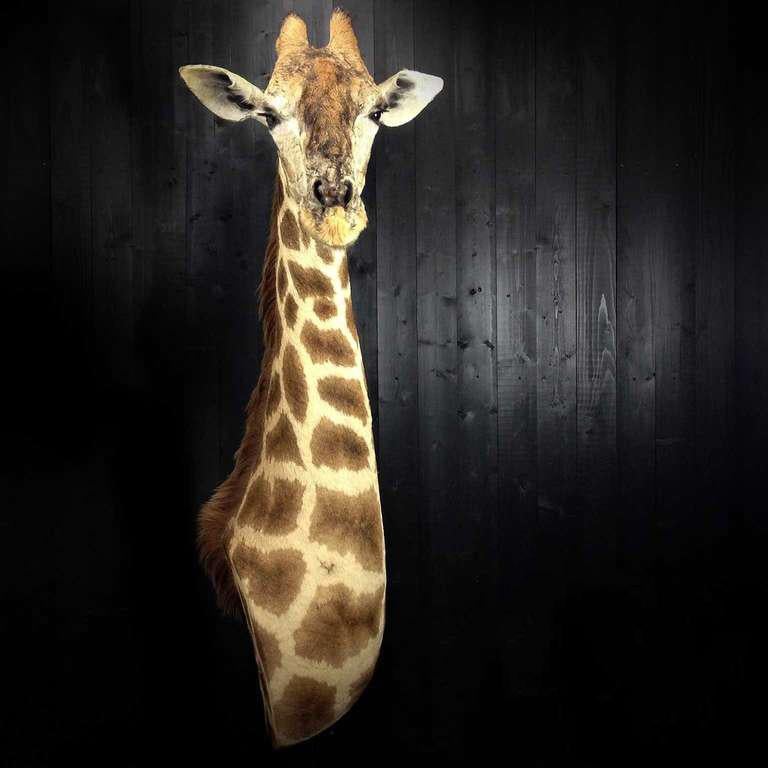 Taxidermy Giraffe 3/4 Neck Mount at 1stDibs | giraffe mount, giraffe ...