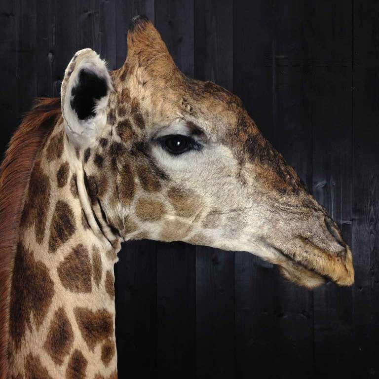 Taxidermy Giraffe 3/4 Neck Mount at 1stDibs | giraffe mount, giraffe ...