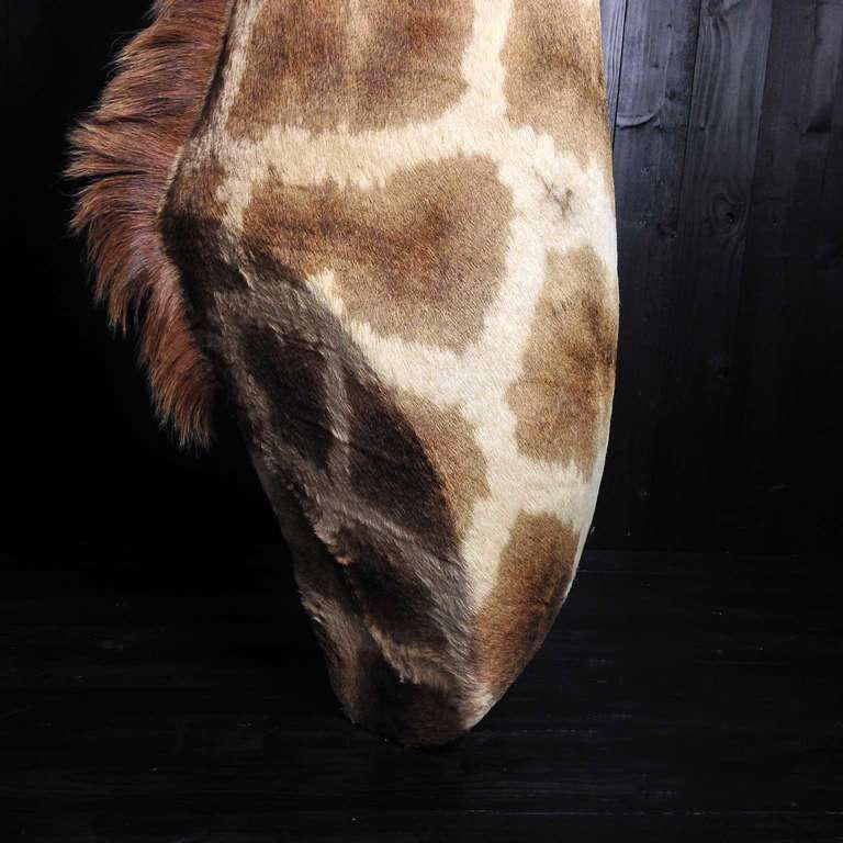 Taxidermy Giraffe 3/4 Neck Mount at 1stDibs | giraffe mount, giraffe ...