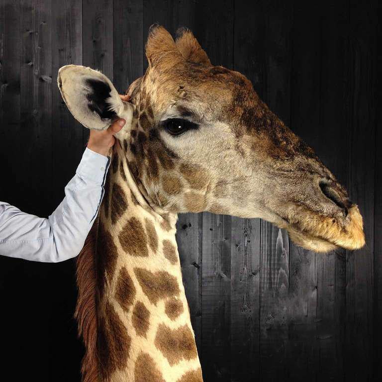 Taxidermy Giraffe 3/4 Neck Mount at 1stDibs | giraffe mount, giraffe ...