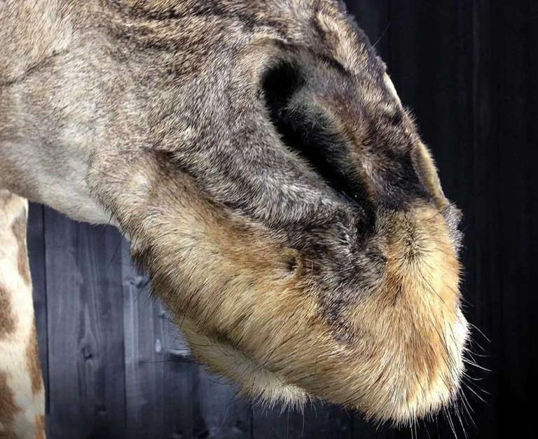 Taxidermy Giraffe 3/4 Neck Mount at 1stDibs | giraffe mount, giraffe ...