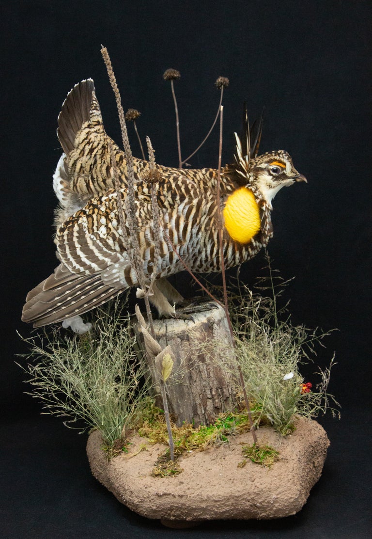 Taxidermy Grouse on a Naturalistic Base For Sale at 1stDibs