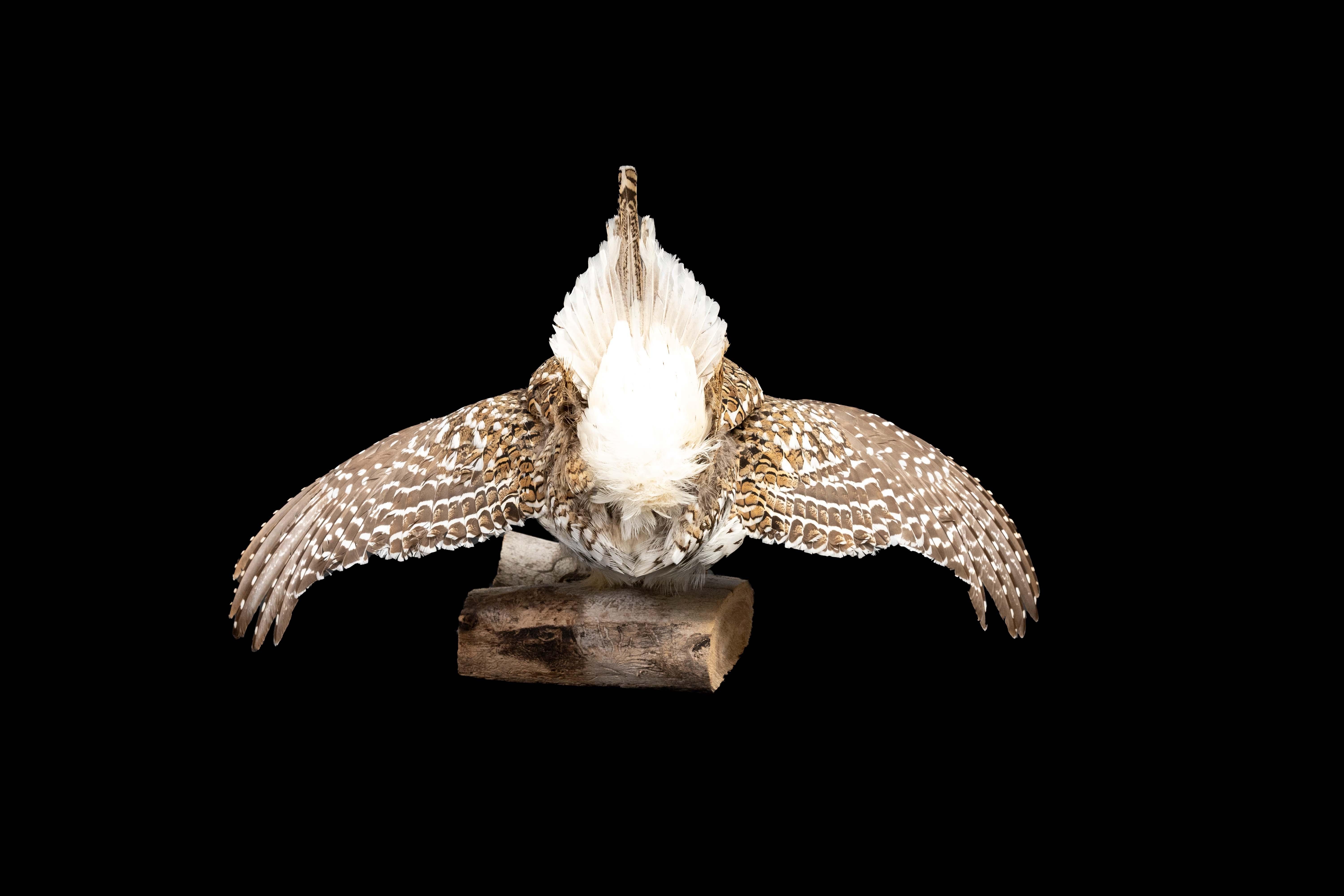Taxidermy Grouse on Wood Mount at 1stDibs