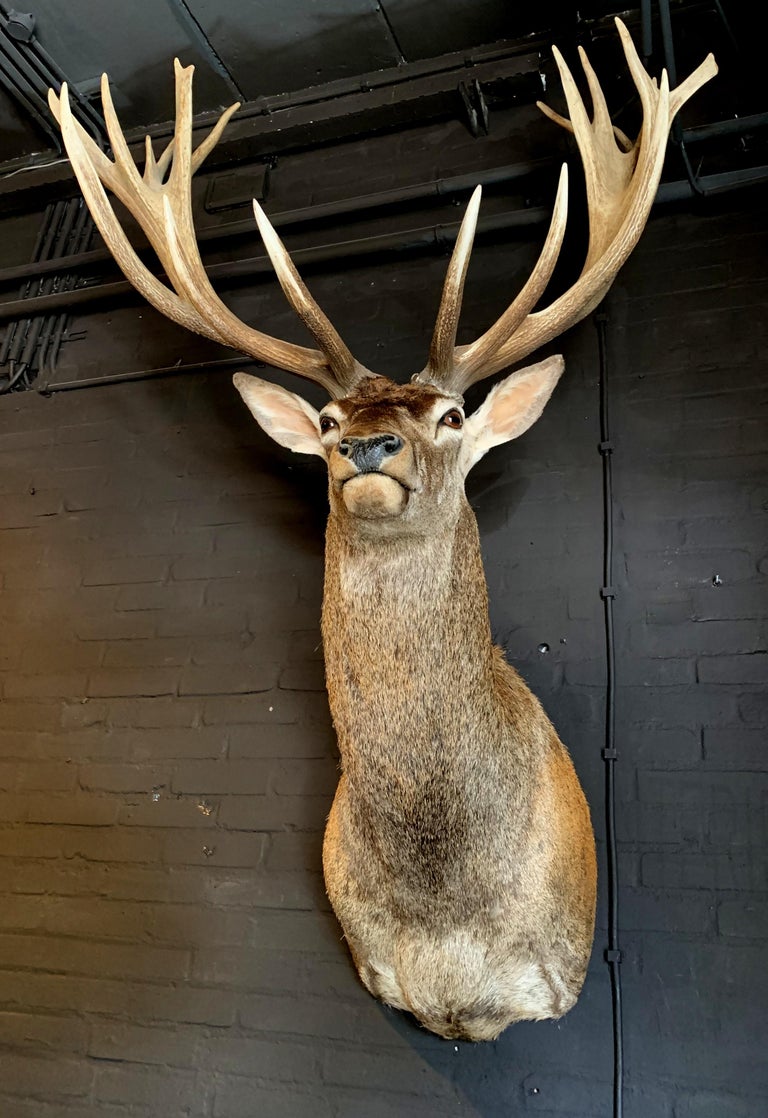 Taxidermy Head of a Monster Red Stag at 1stDibs