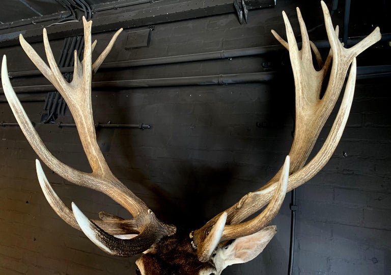 Taxidermy Head of a Monster Red Stag at 1stDibs