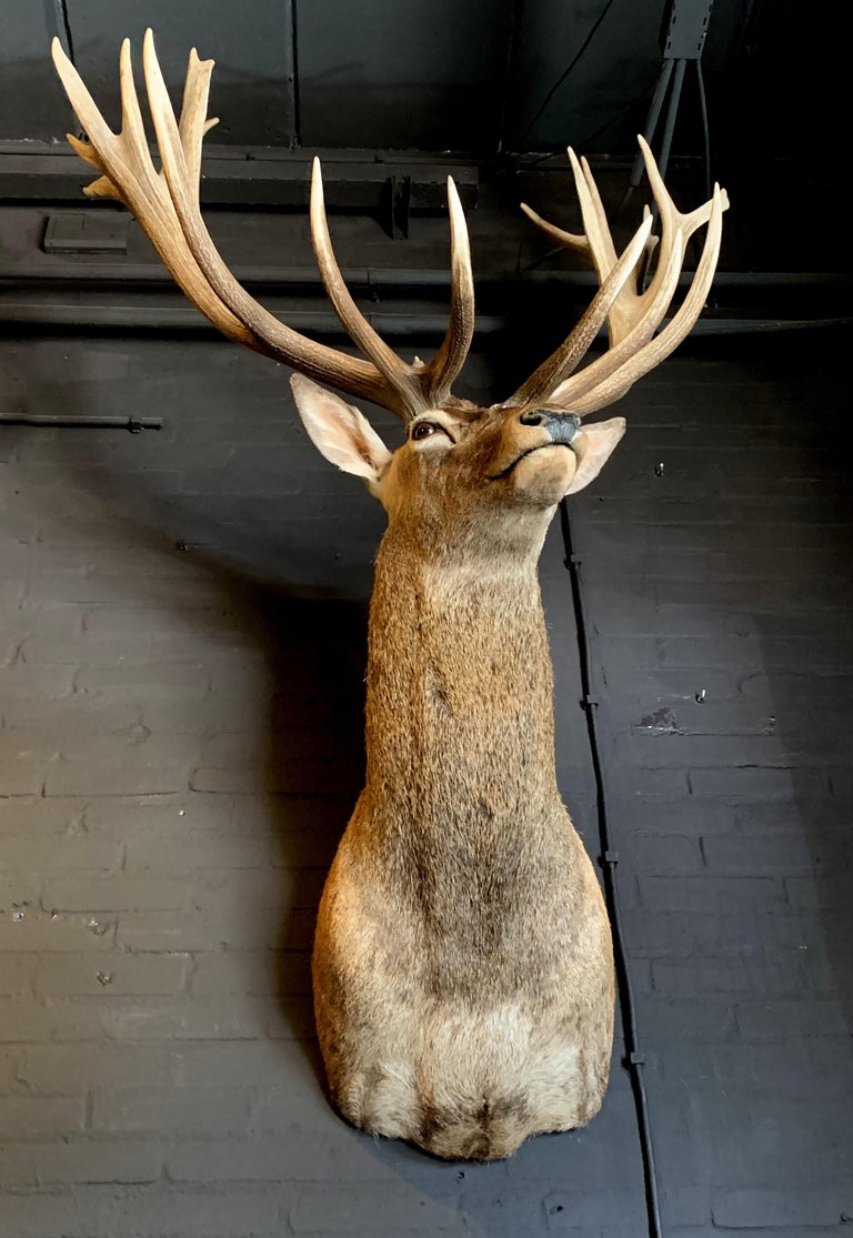 Taxidermy Head of a Monster Red Stag at 1stDibs