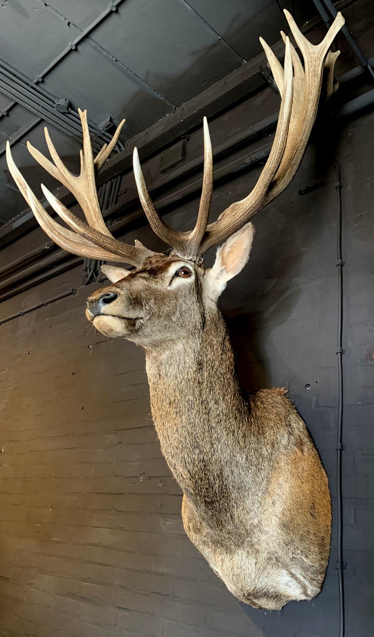 Taxidermy Head of a Monster Red Stag at 1stDibs