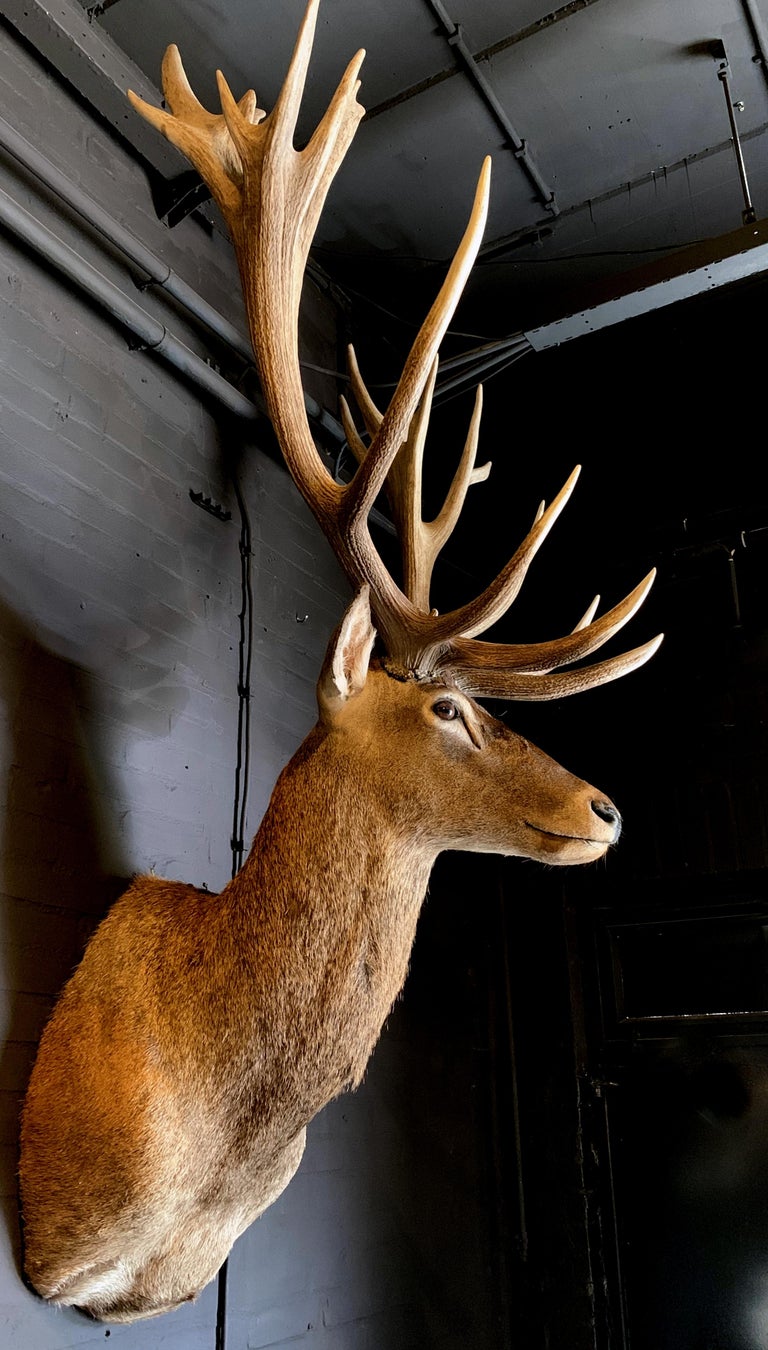 Taxidermy Head of a Monster Red Stag at 1stDibs