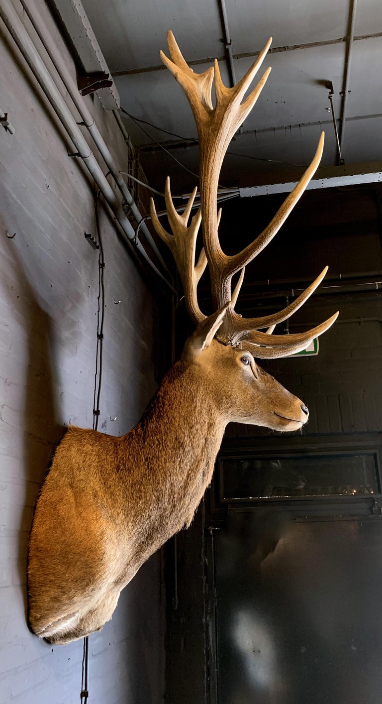 Taxidermy Head of a Monster Red Stag at 1stDibs