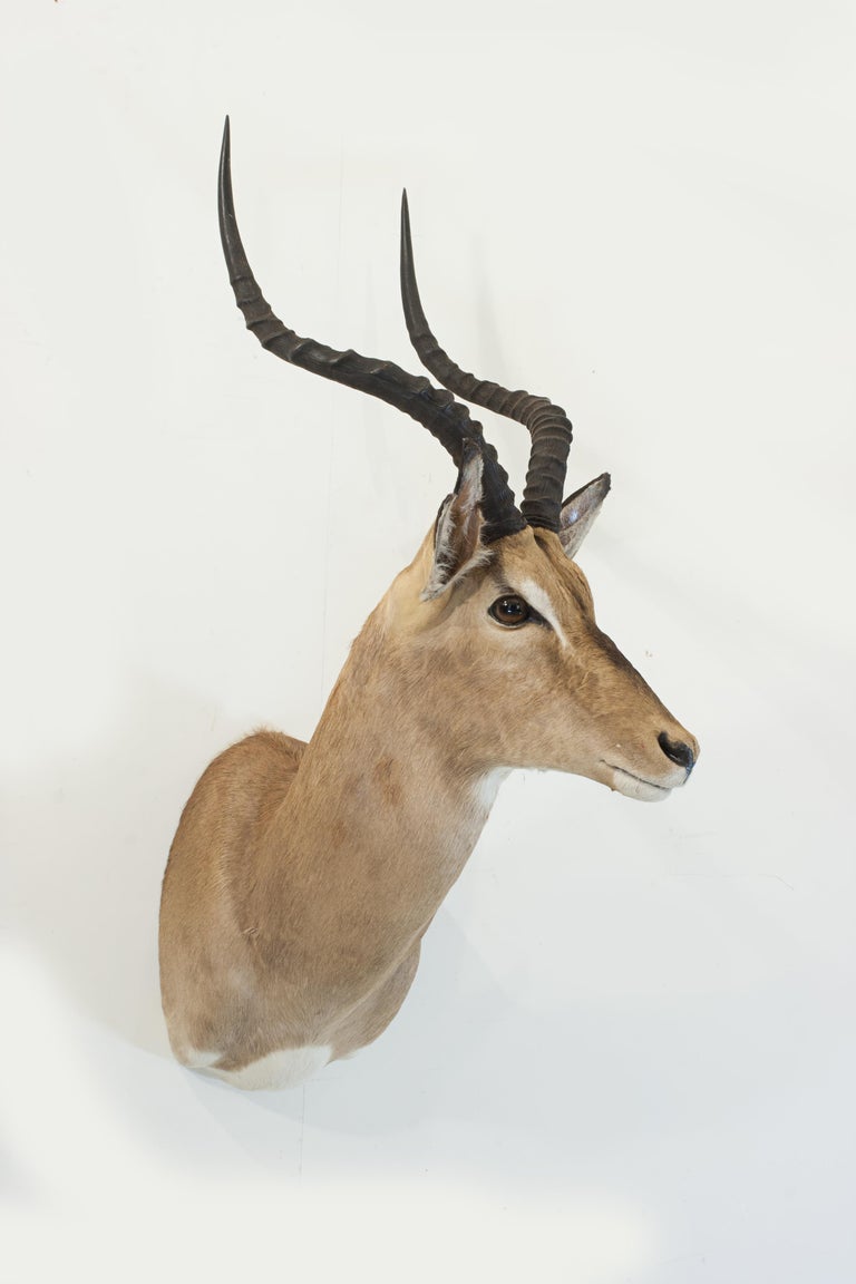 Taxidermy Impala Shoulder Mount For Sale at 1stDibs