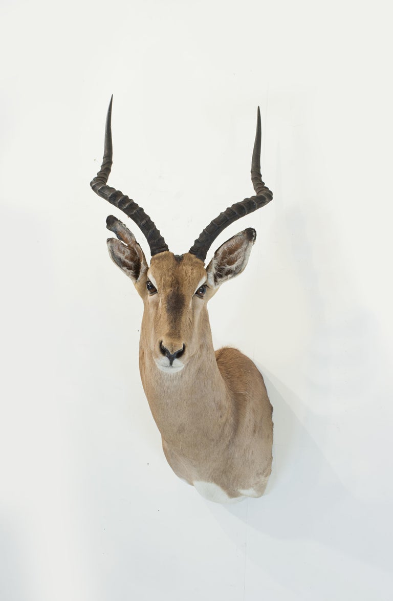 Taxidermy Impala Shoulder Mount For Sale at 1stDibs