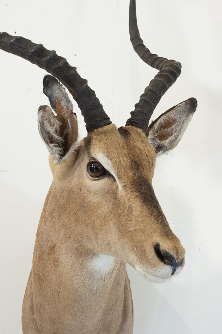 Taxidermy Impala Shoulder Mount For Sale at 1stDibs