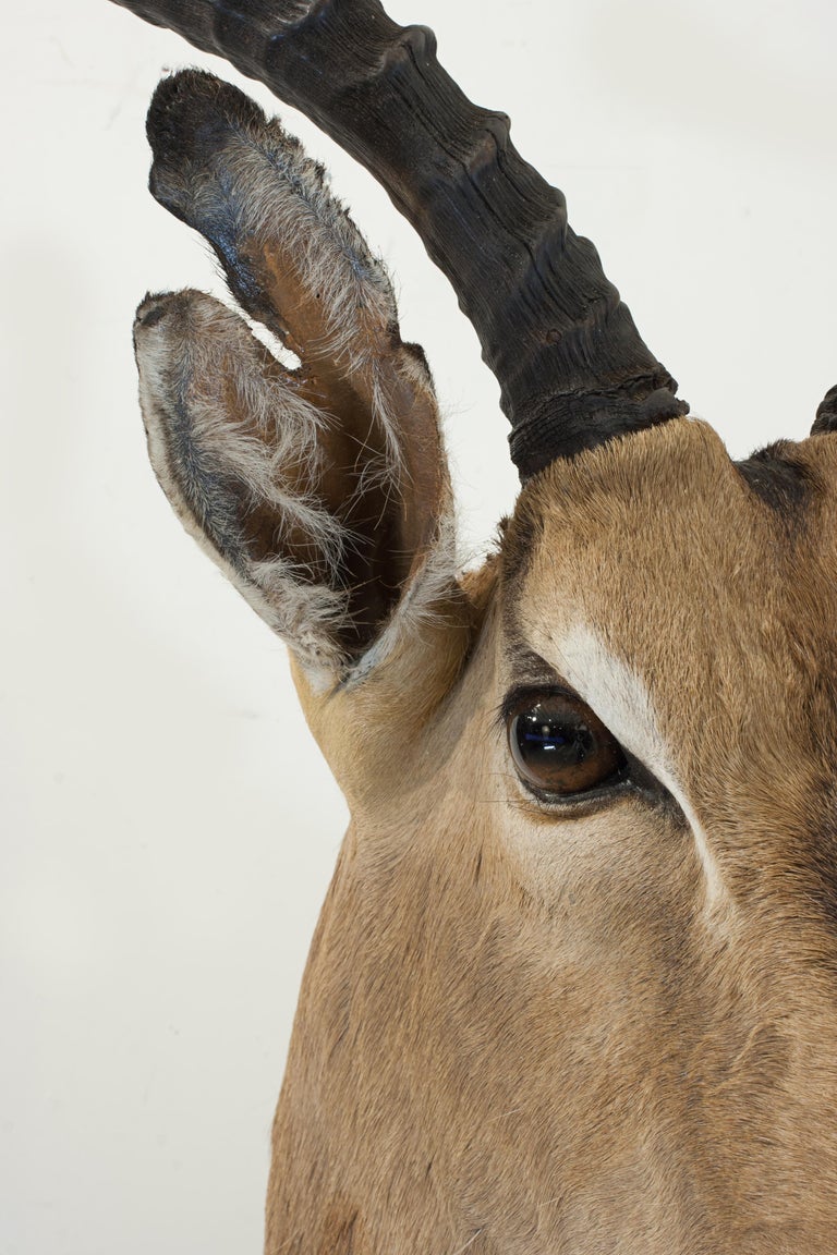 Taxidermy Impala Shoulder Mount For Sale at 1stDibs