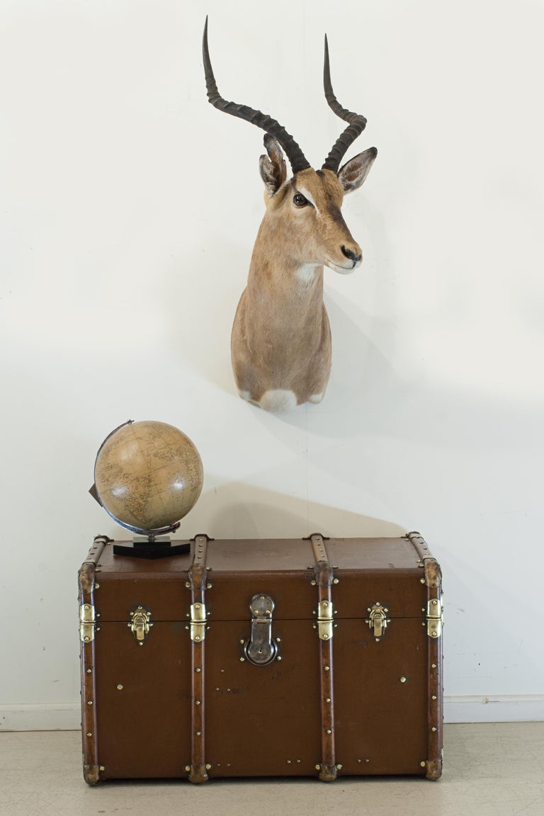 Taxidermy Impala Shoulder Mount For Sale at 1stDibs