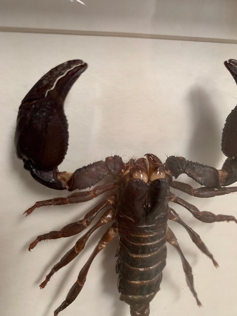 Taxidermy, Large Scorpion in Display Case, Picture Frame at 1stDibs