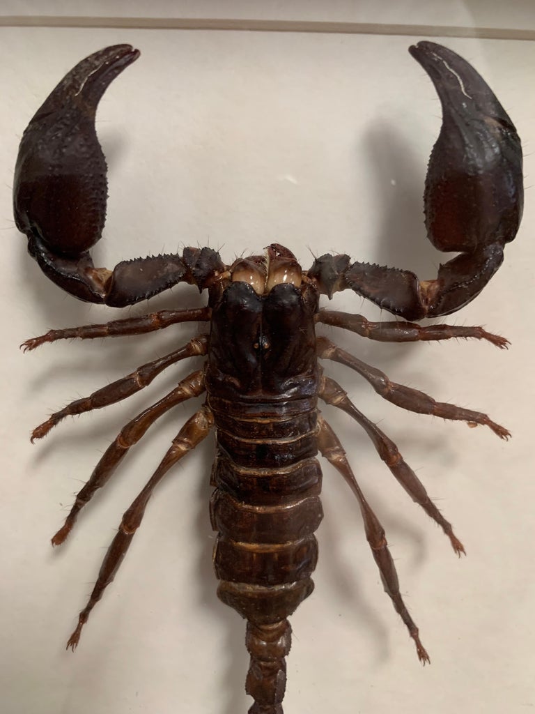 Taxidermy, Large Scorpion in Display Case, Picture Frame at 1stDibs