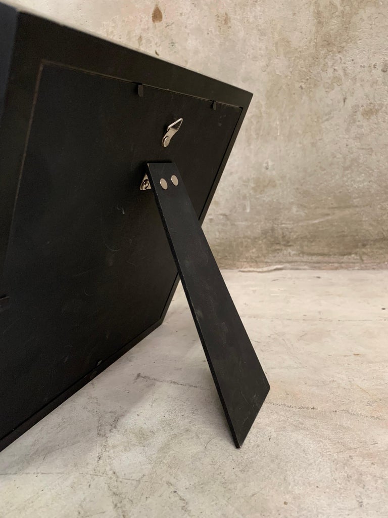 Taxidermy, Large Scorpion in Display Case, Picture Frame at 1stDibs