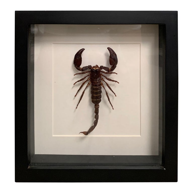 Taxidermy, Large Scorpion in Display Case, Picture Frame at 1stDibs