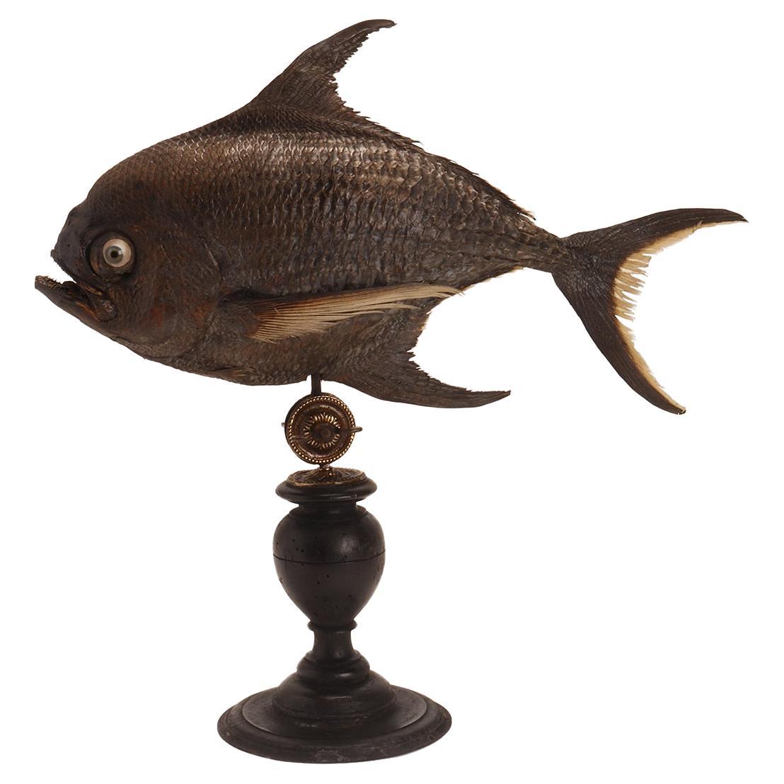 Taxidermy marine specimen: a Sickle Pomfret fish, Italy 1870. For Sale ...