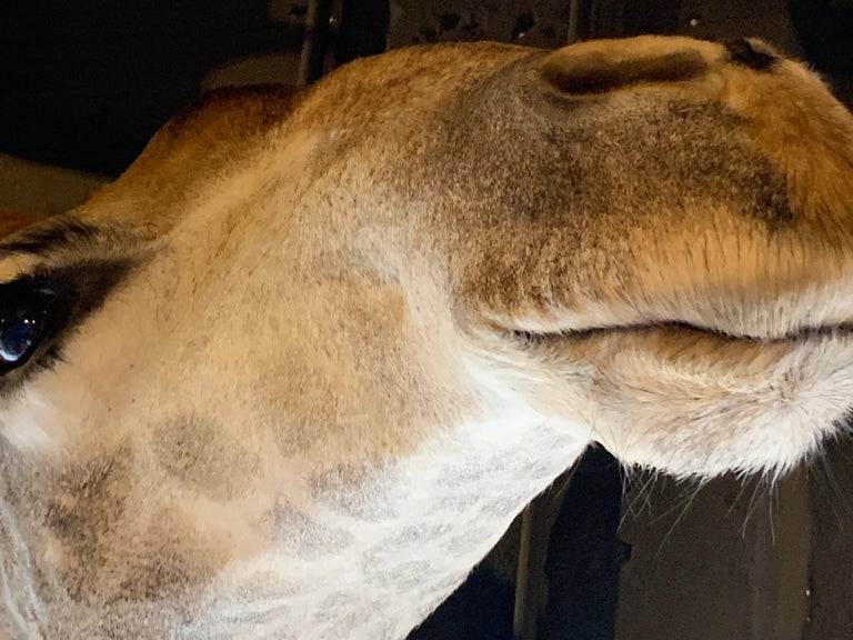 Taxidermy Neck Mount of a Giraffe at 1stDibs