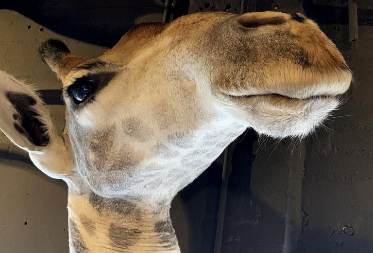 Taxidermy Neck Mount of a Giraffe at 1stDibs