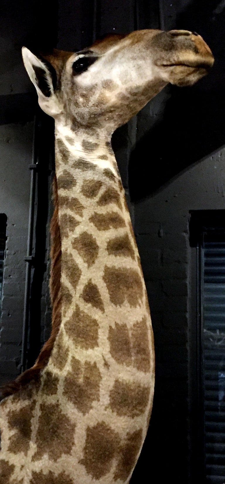 Taxidermy Neck Mount of a Giraffe at 1stDibs