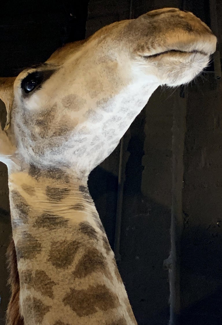 Taxidermy Neck Mount of a Giraffe at 1stDibs