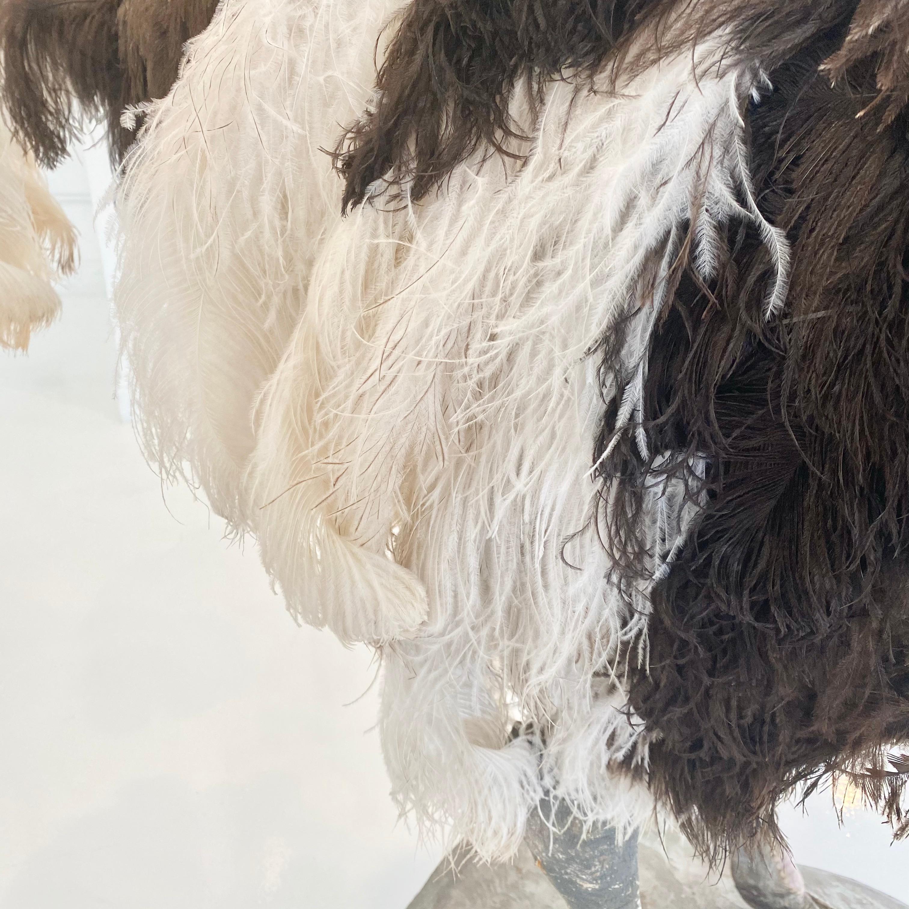 Taxidermy Ostrich at 1stDibs | ostrich mount, ostrich shoulder mount ...