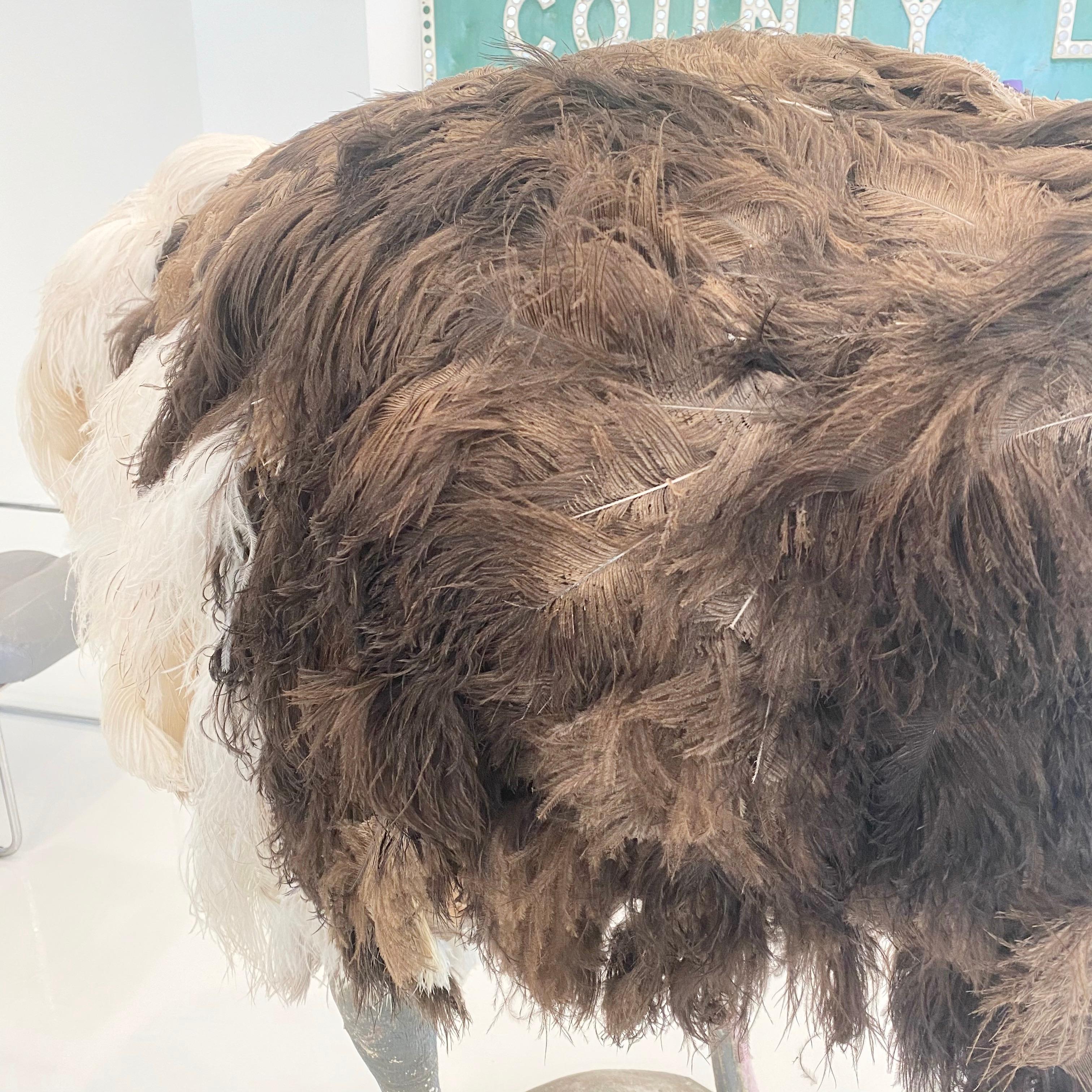 Taxidermy Ostrich at 1stDibs | ostrich mount, ostrich shoulder mount ...