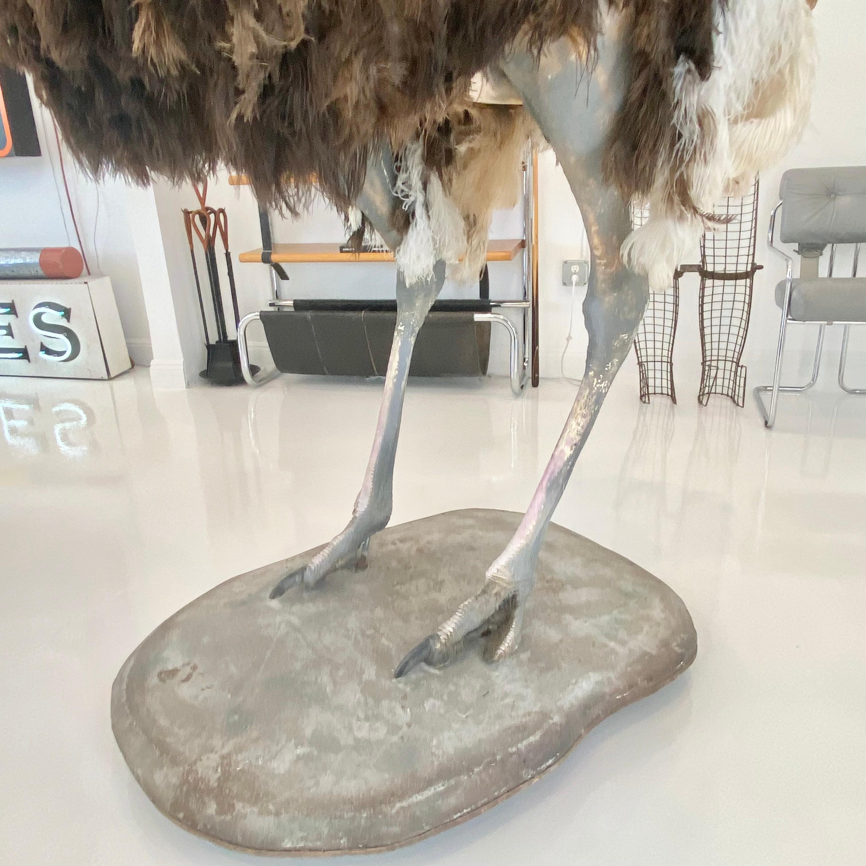 Taxidermy Ostrich at 1stDibs | ostrich mount, ostrich shoulder mount ...
