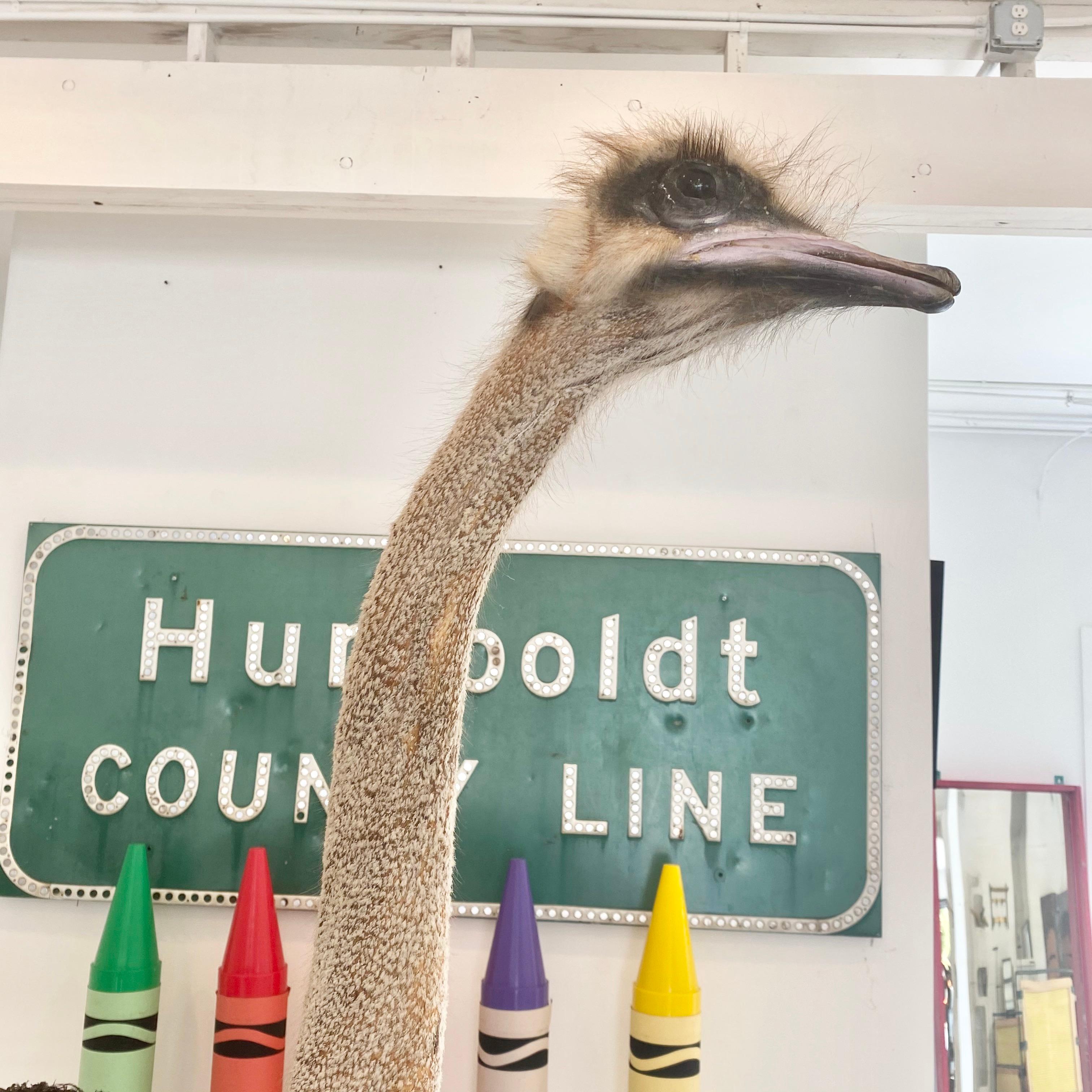 Taxidermy Ostrich at 1stDibs | ostrich mount, ostrich shoulder mount ...